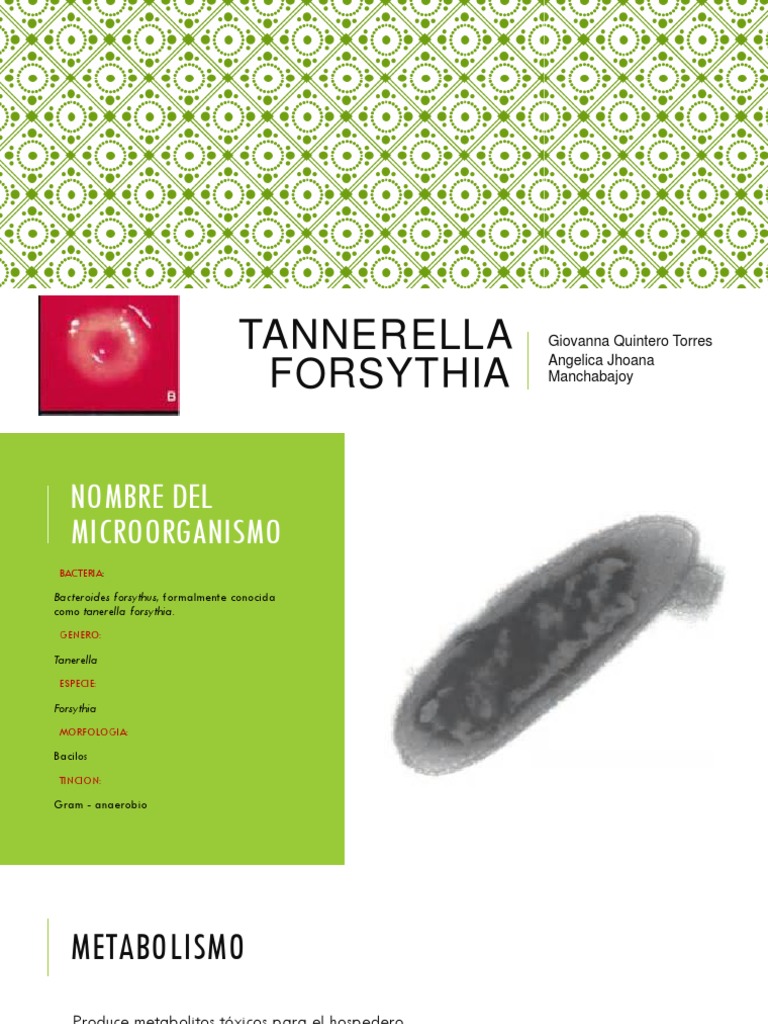Tannerella Forsythia: Bacteria Oral | PDF