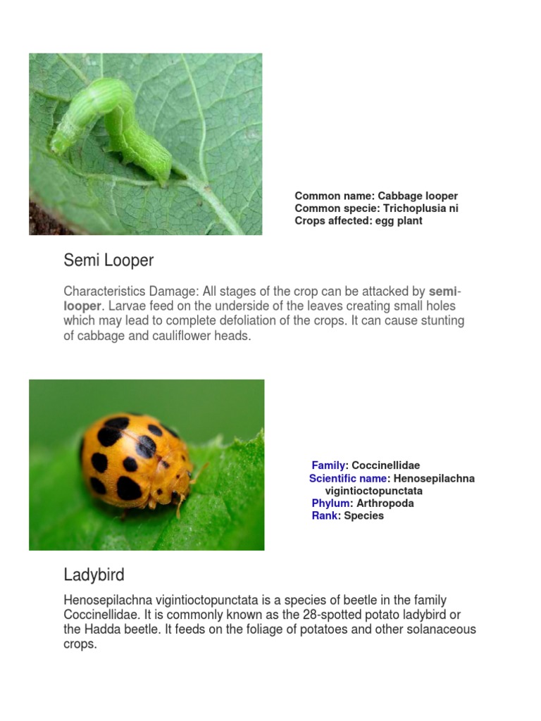 Insect Pests: Hadda Beetle Overview | PDF | Coccinellidae | Beetle