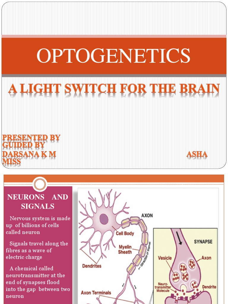 OPTOGENETICS | PDF | Neuron | Nervous System