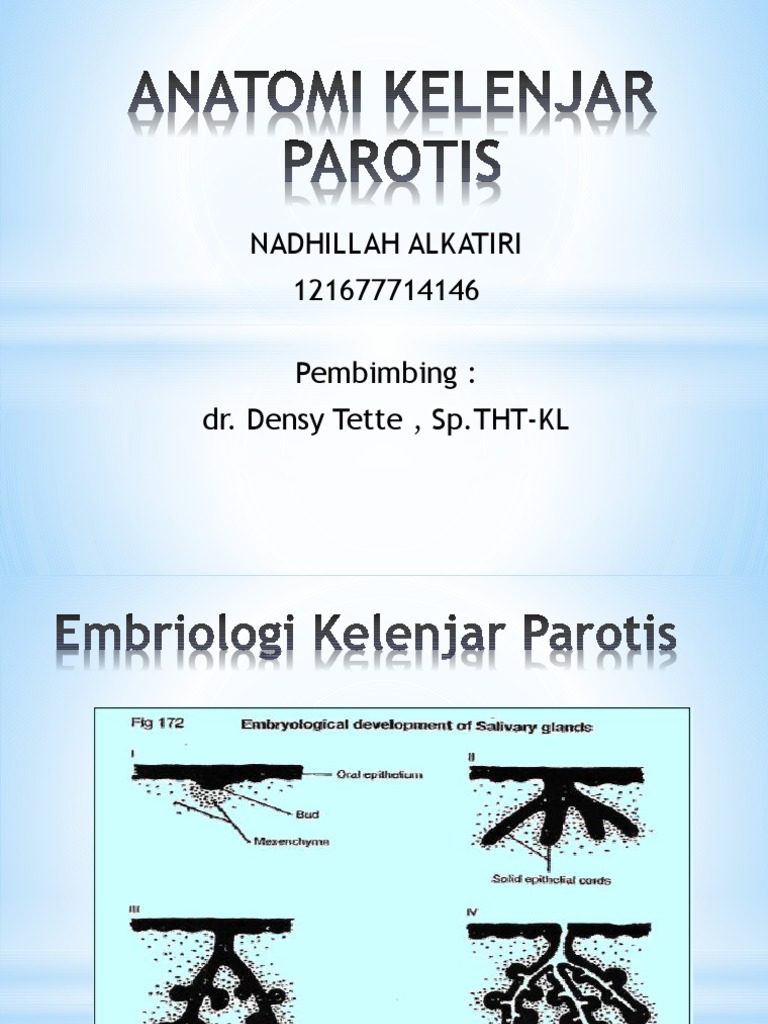 Anatomi Kelenjar Parotis | PDF | Sains & Matematika