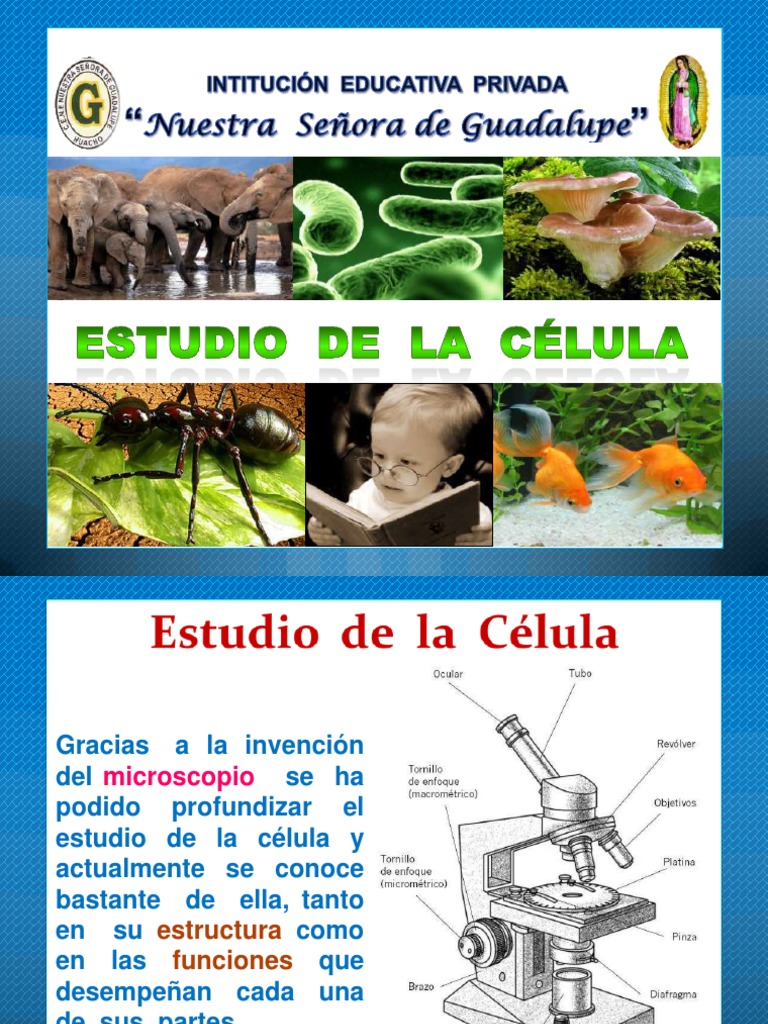 Citologia Diapositiva - Formas de Celulas PDF | PDF | Biología Celular) | Plantas