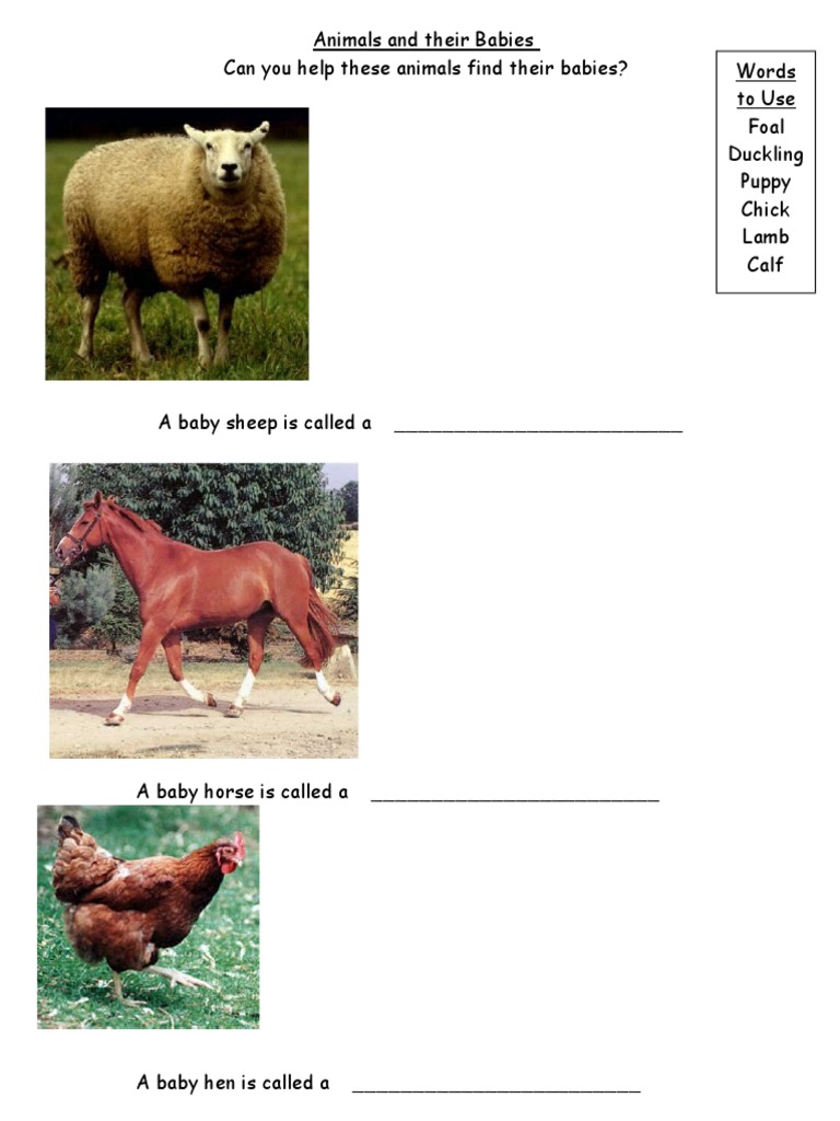Animal Babies | PDF