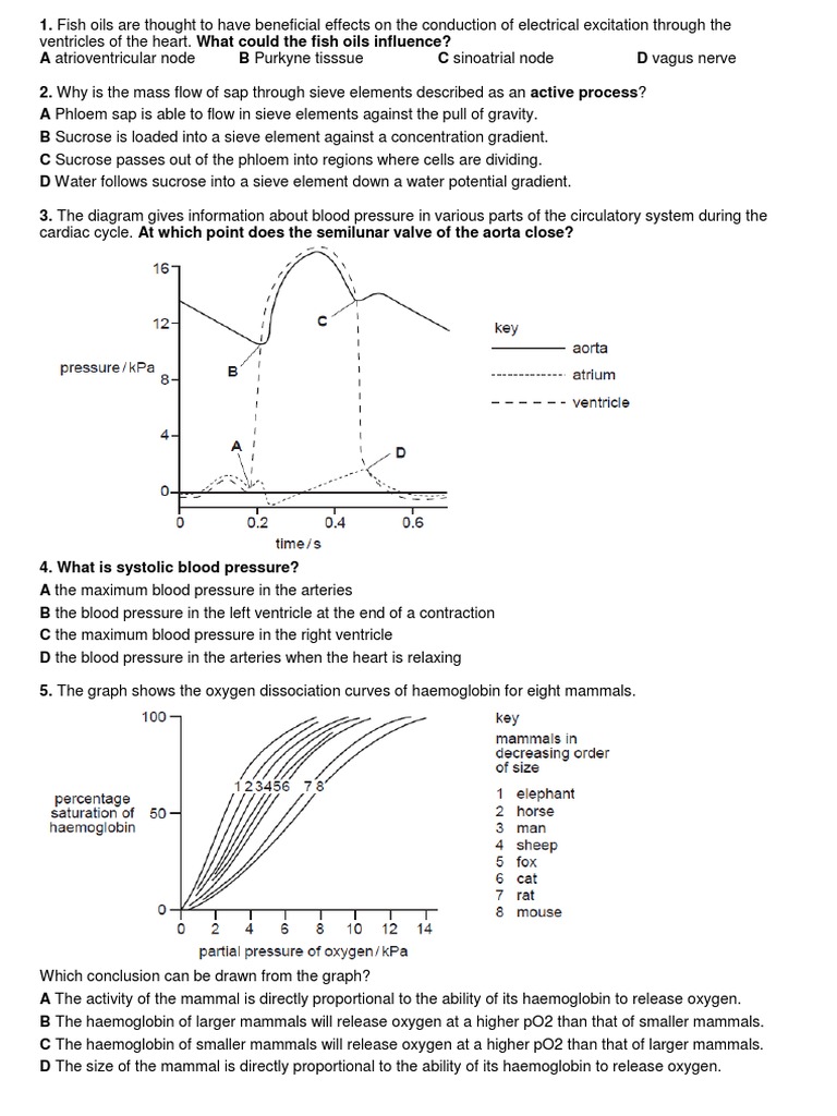 Circulatory System Worksheet | PDF | Congenital Heart Defect ...