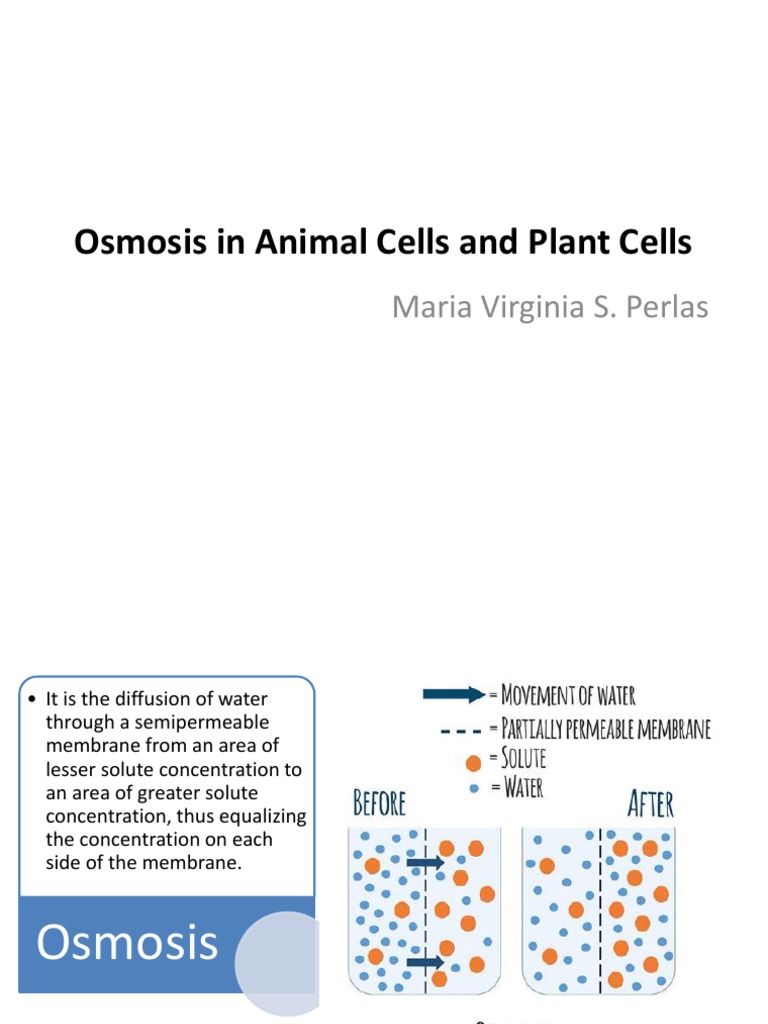 Osmosis in Animal and Plant Cells | PDF | Osmosis | Cell (Biology)