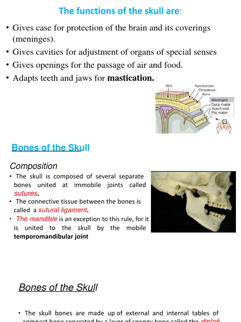 Skull Lecturepdf | PDF | Skull | Human Nose