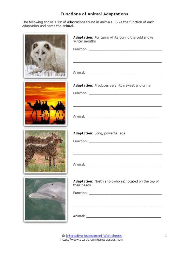 Animal Adaptations | PDF | Nature