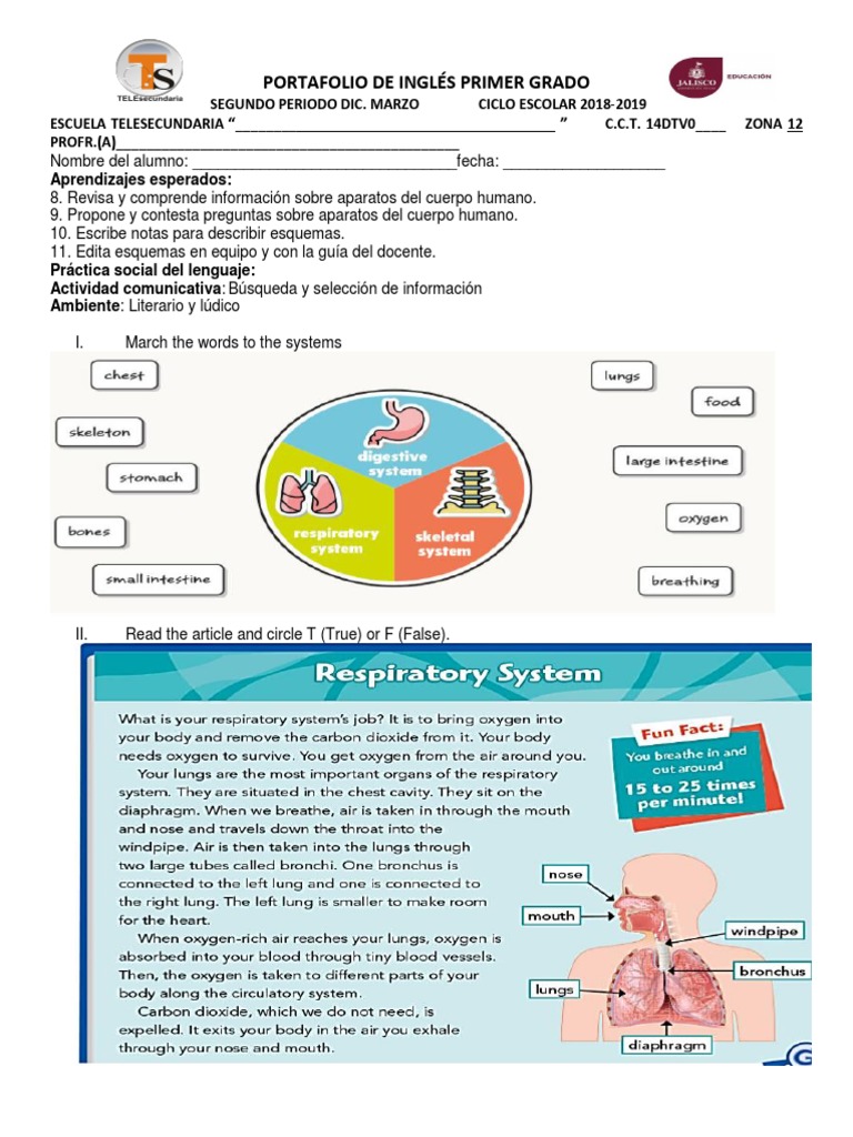 Portafolio de Inglés Primer Grado | PDF | Respiratory System ...