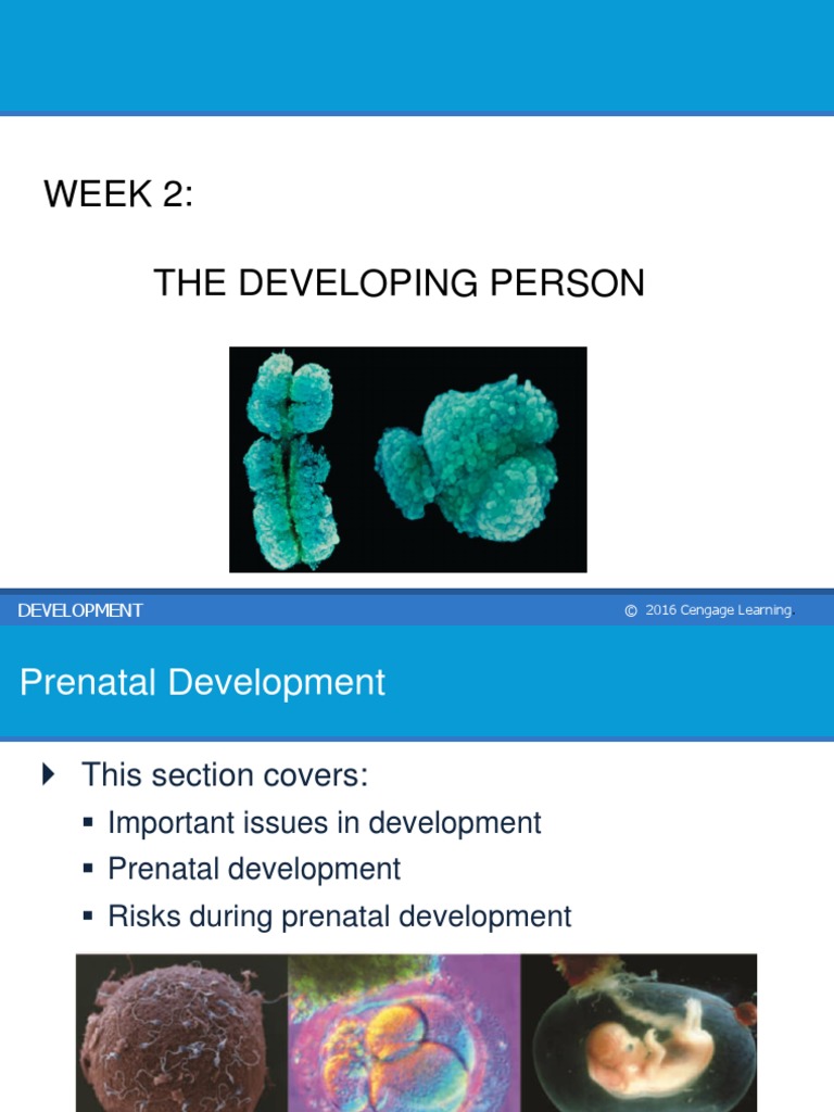 General Development Handout | PDF | Cognitive Development | Prenatal ...