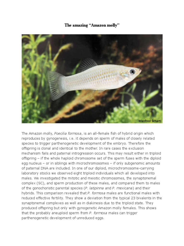 Unusual Triploid Males in an Amazon Molly Clone: Insights into Their Chromosomal Makeup, Meiosis ...