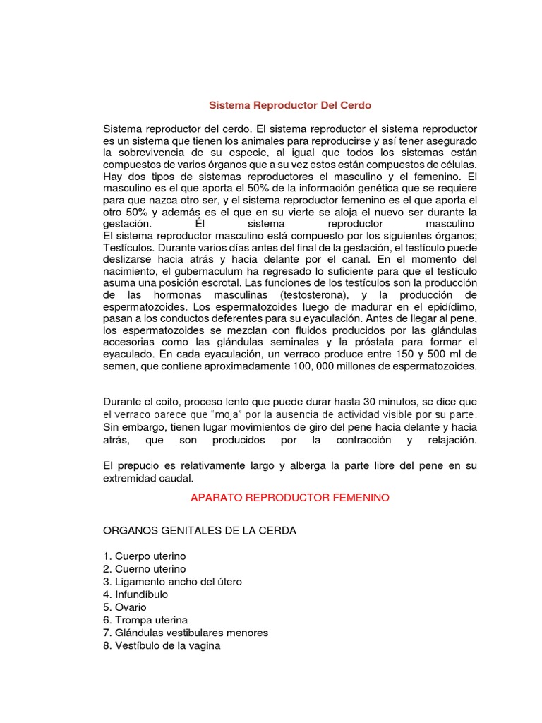 Sistema Reproductor Del Cerdo | PDF | Testículo | Semen