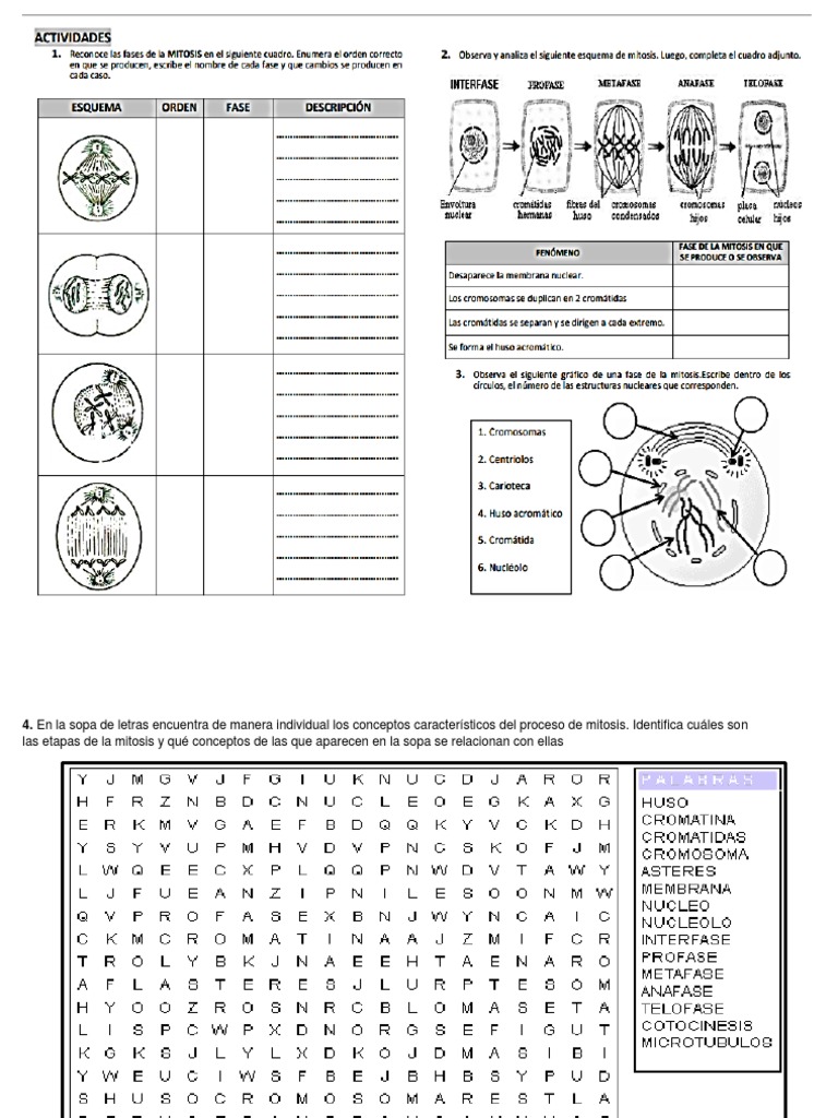 Guia Mitosis y Meiosis | PDF | Science | Biología