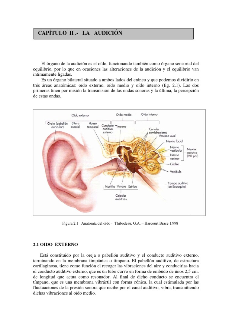 Anatomia y Fisiologia de La Audicion | PDF | Oído | Escuchando