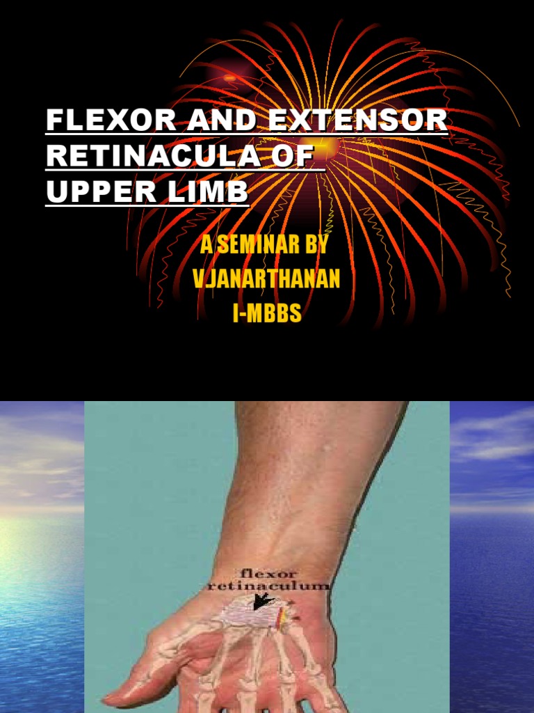 Flexor and Extensor Retinacula Overview | PDF | Hand | Human Anatomy