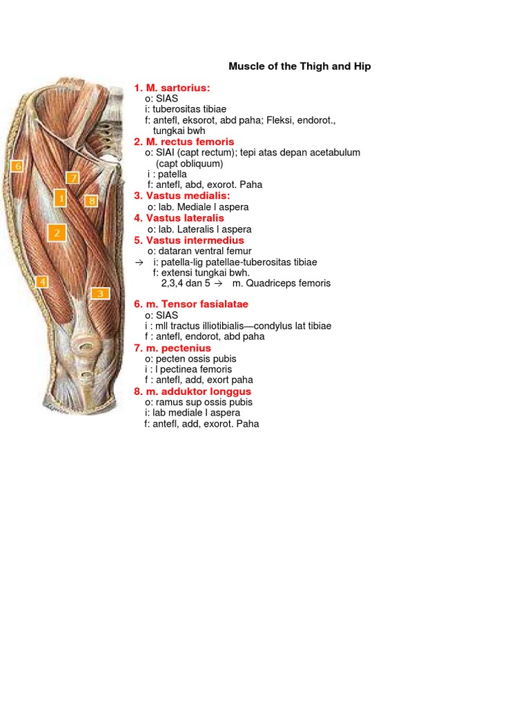 Otot Otot Extremitas Bawah | PDF | Human Leg | Soft Tissue