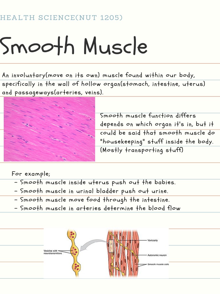 Smooth Muscle: Health Science (Nut 1205) | PDF