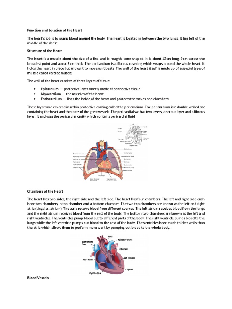 Biodata and Anaphy | PDF | Heart Valve | Heart