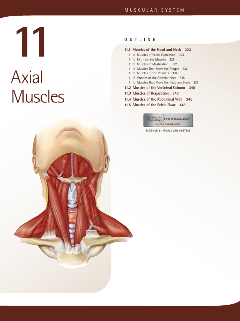 Axial Muscles PDF | PDF | Human Nose | Lip
