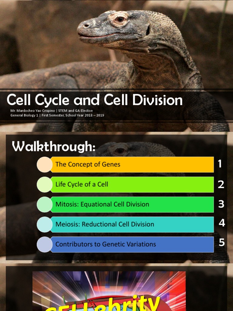 Biology PPT (Cell Cycle and Division) PDF | PDF | Mitosis | Meiosis