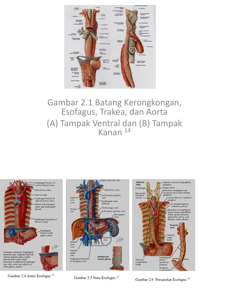 Gambar 2.1 Batang Kerongkongan, Esofagus, Trakea, Dan Aorta (A) Tampak ...