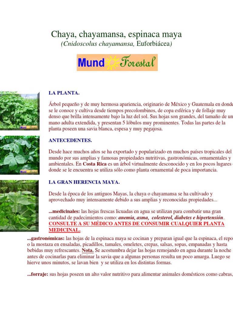 Propiedades y usos de la chaya medicinal | PDF | Cocina occidental ...