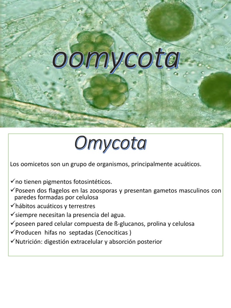 Características de los Oomicetos | PDF | Ciencia y matemáticas