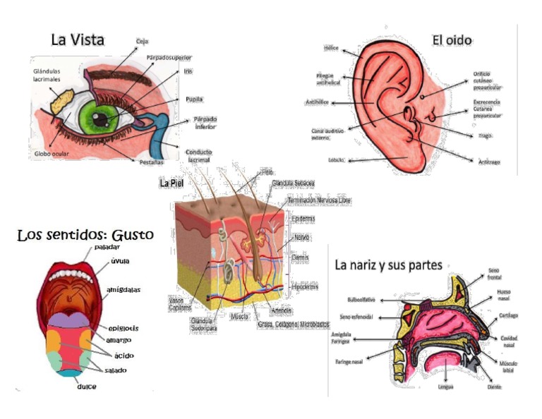 5 Sentidos y Sus Partes | PDF