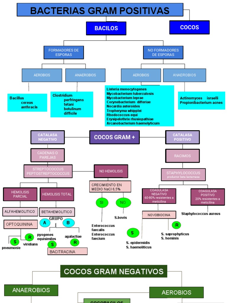 Clasificacion de Las Bacterias PDF | PDF | Bacterias Gram-negativo | Microbiología