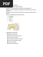 Clasificacion de Vertucci | PDF | Diente | Anatomia dental