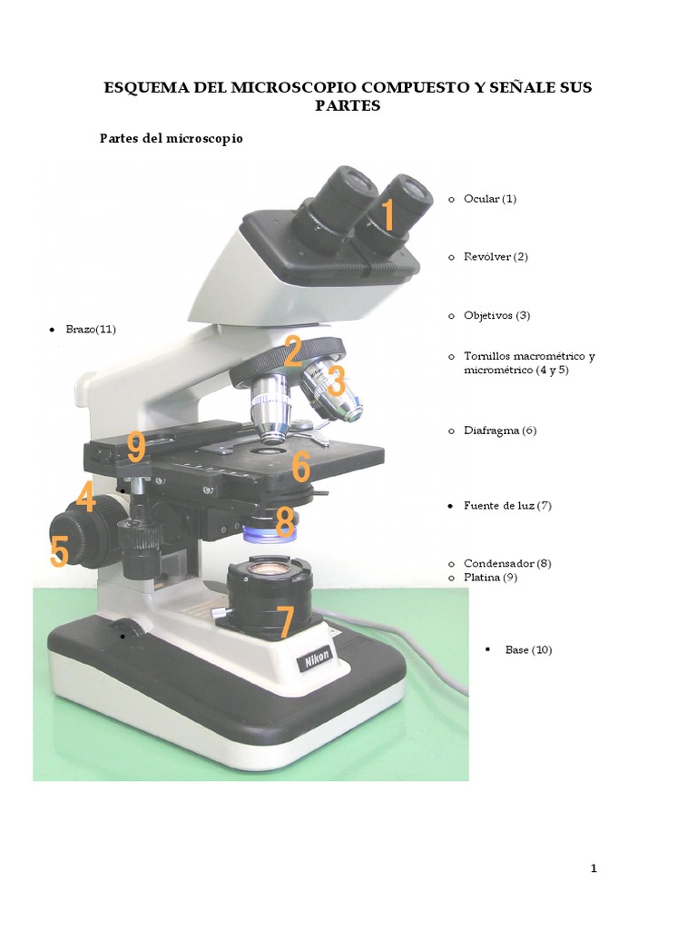Hoja De Trabajo Sobre Las Partes De Un Microscopio óptico Compuesto