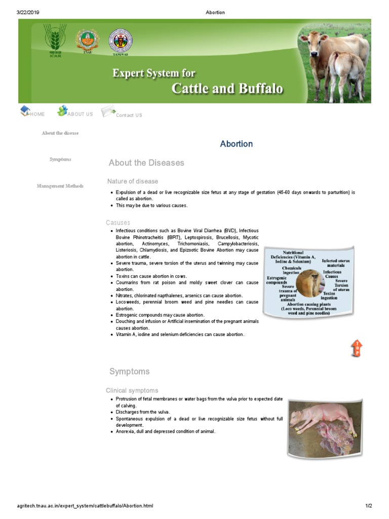 About The Diseases: Abortion | PDF | Abortion | Cattle