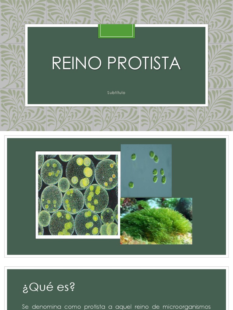 Reino Protista | PDF | Algas | Plantas