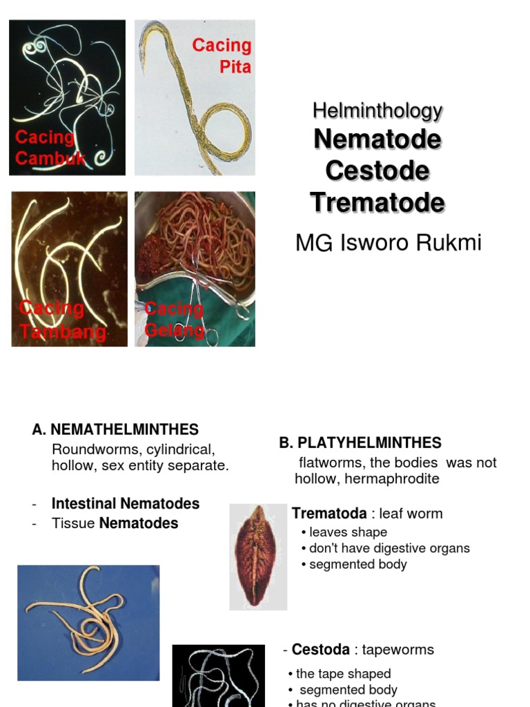 An Overview of Helminth Parasites: Their Morphology, Life Cycles, and ...