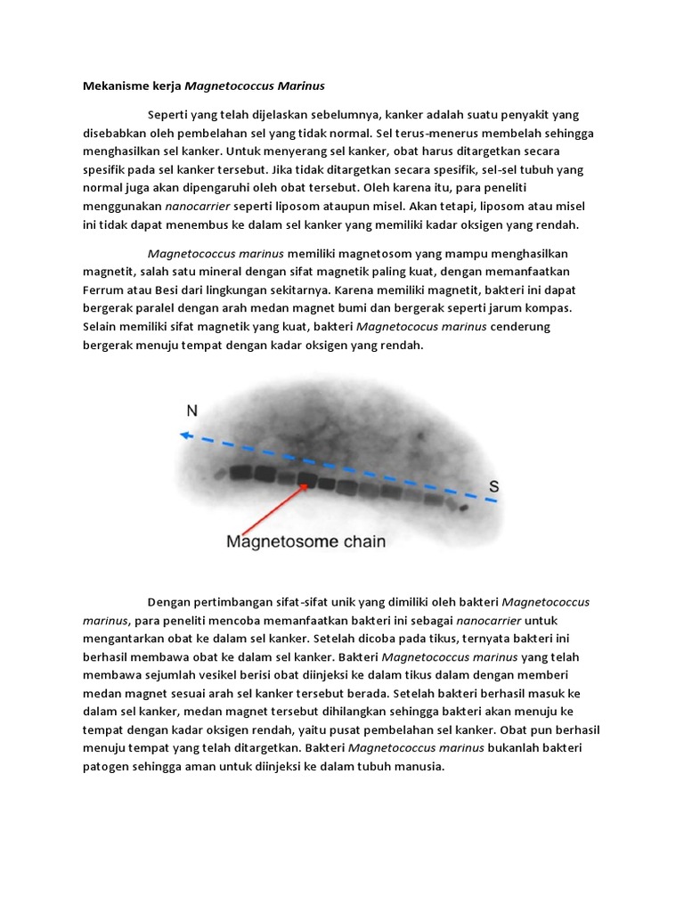 Mekanisme Kerja Magnetococcus Marinus | PDF