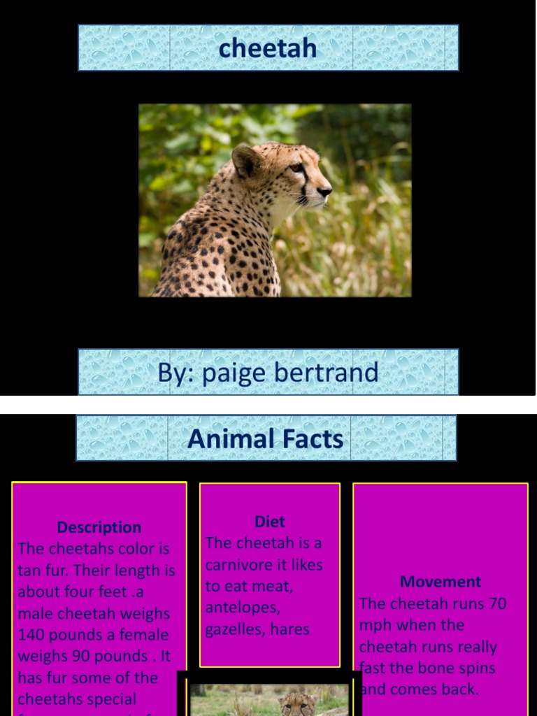Cheetah Project | PDF | Lion | Predation