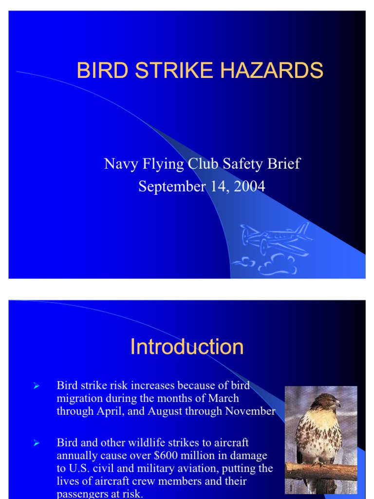Bird Strike Hazards Sep 04 | PDF | Bird Migration | Birds