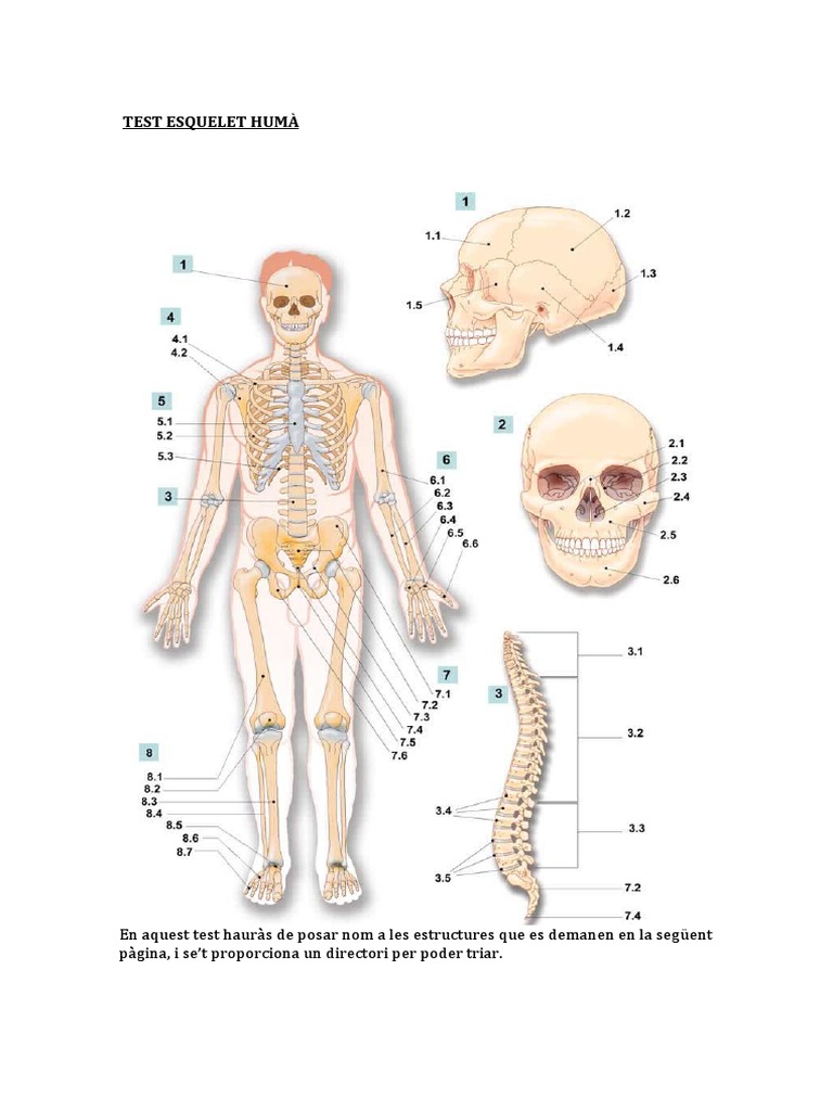 Test Esquelet Humà | PDF
