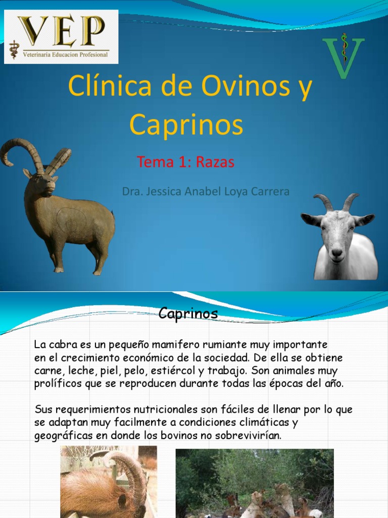 Razas y dentición de caprinos | PDF | Oveja | Cabra