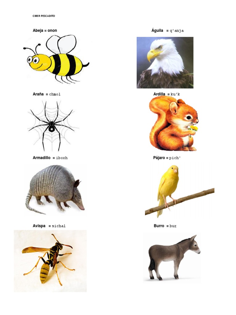 50 Animales en Idioma Mam | PDF