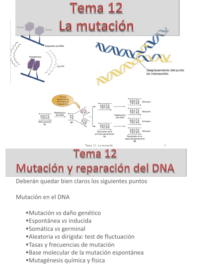 Tema 12 la mutación2015_5_18D20_39 | Reparación de adn | Mutación