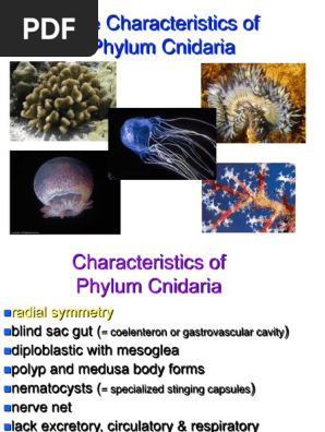 Phylum Cnidaria