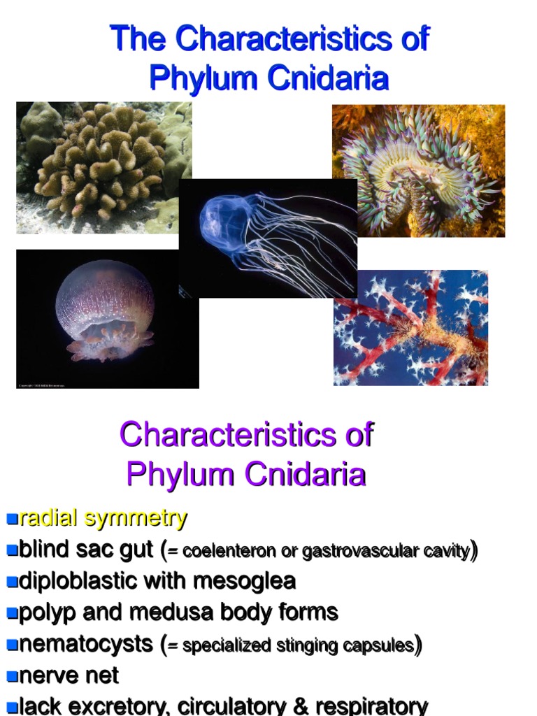 Phylum Cnidaria Polyp