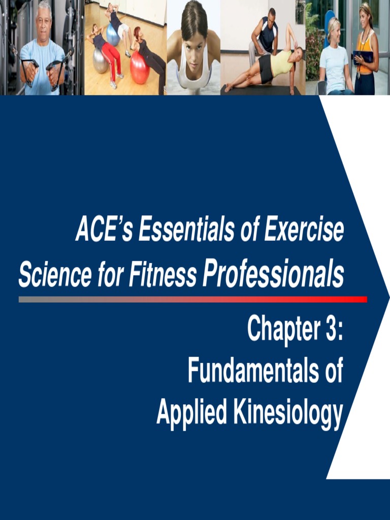 Kinesiology: Muscle Actions & Movements | PDF | Human Leg | Anatomical ...