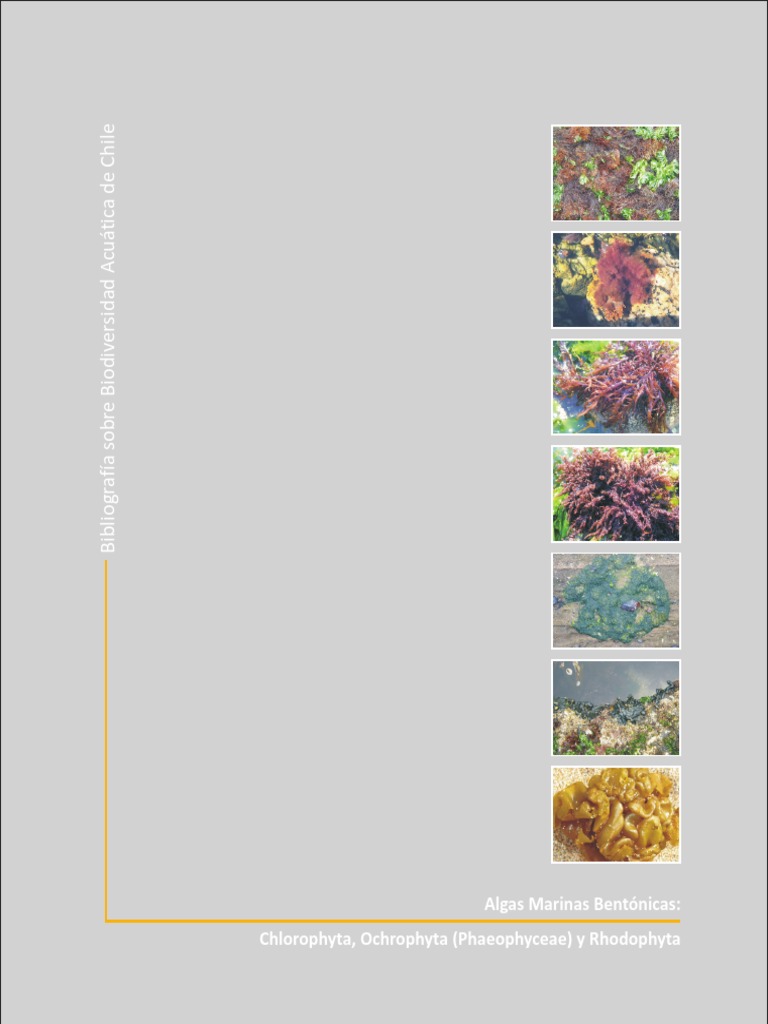 Algas Marinas Bentónicas - Chlorophyta, Ochrophyta | PDF | Organismos acuáticos | Nomenclatura ...