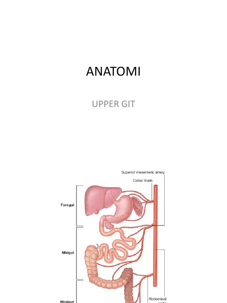Anatomi: Upper Git | PDF