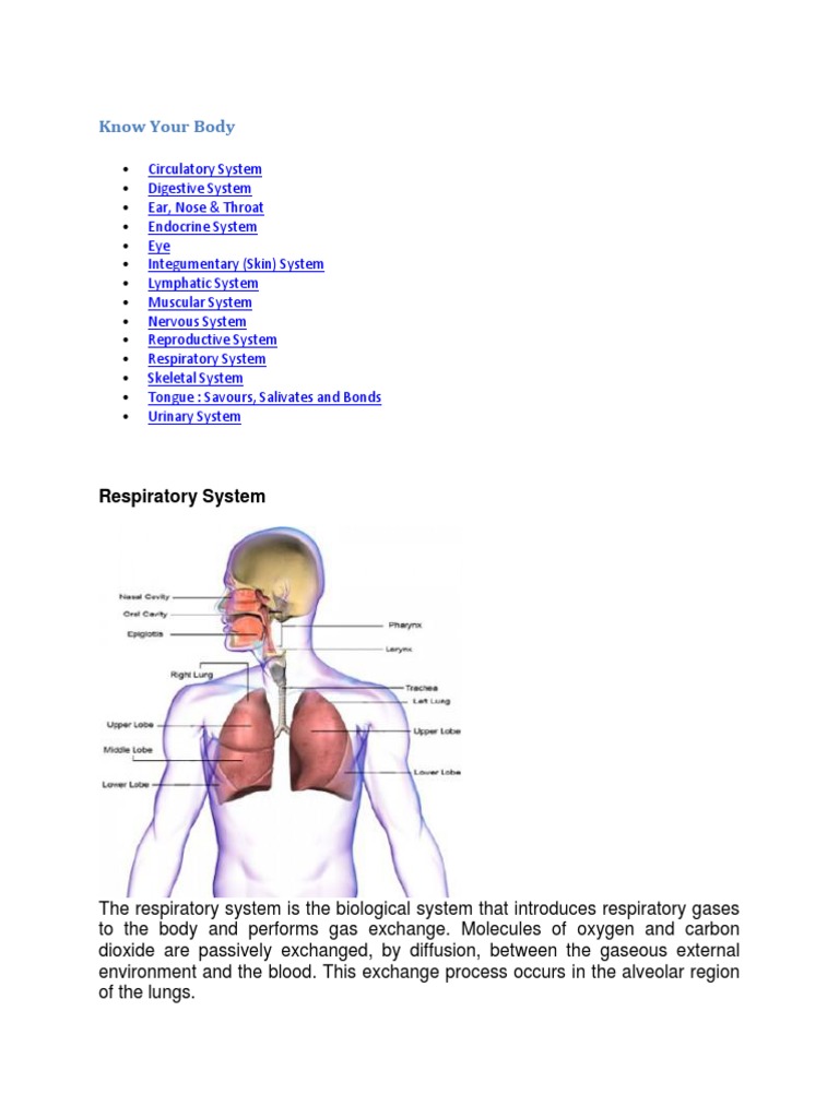 Understanding the Respiratory System | PDF | Heart Valve | Lung
