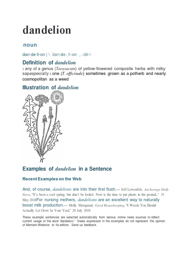 Dandelion | PDF