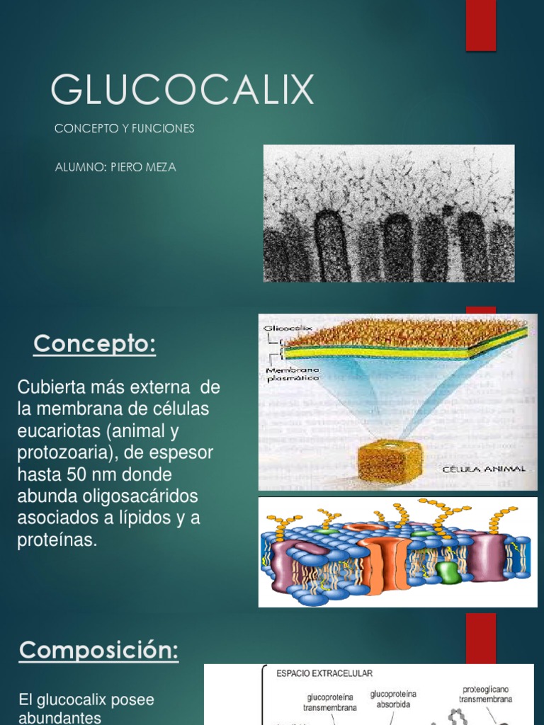 Funciones del Glucocálix Celular | PDF | Informática