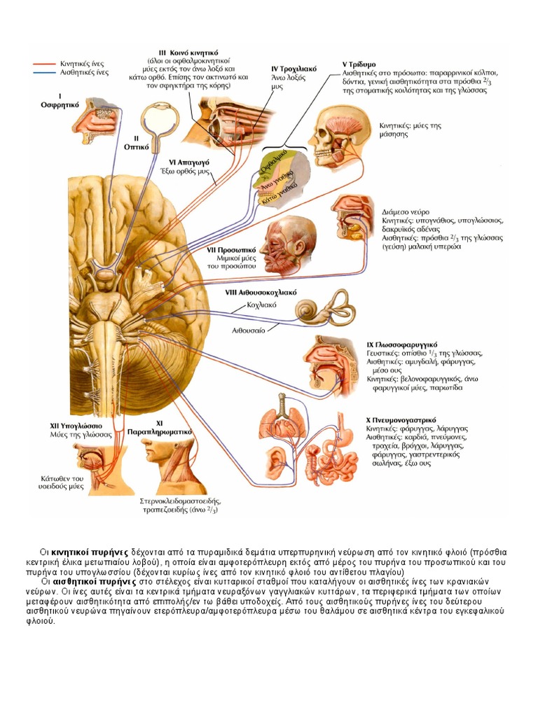 ΚΕΦΑΛΑΙΟ 1 - ΚΡΑΝΙΑΚΑ ΝΕΥΡΑ