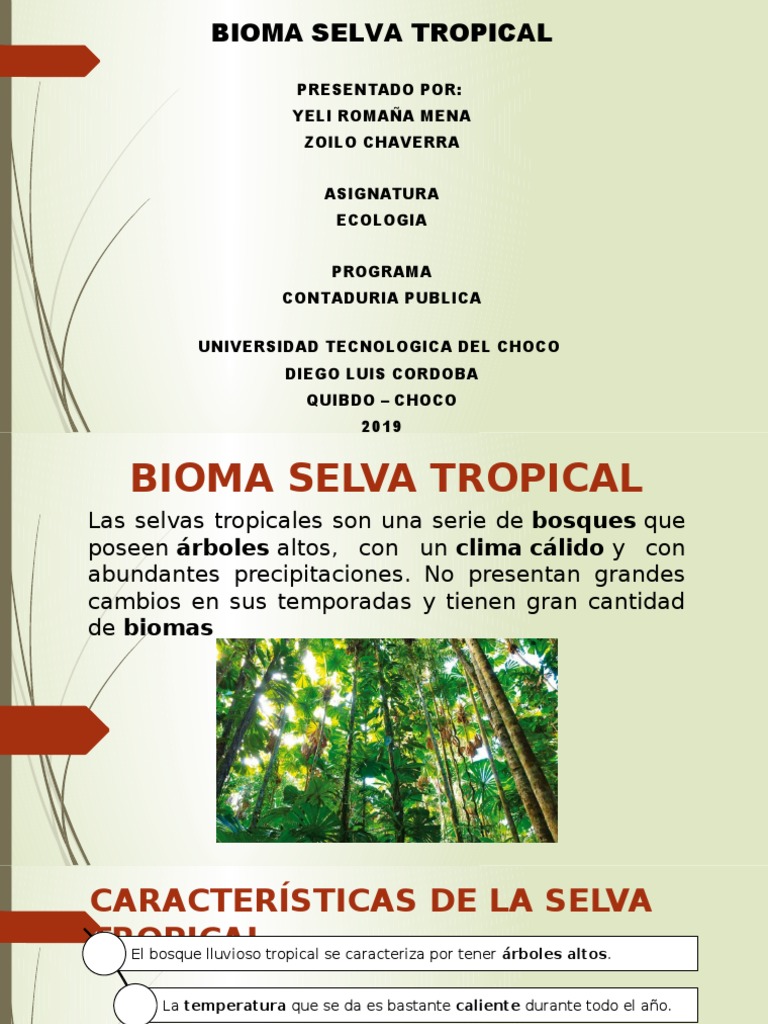 Características y capas de la selva tropical | PDF | Selva | Zona tropical