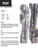 Safeda Tree Description Lavish Sharma | PDF